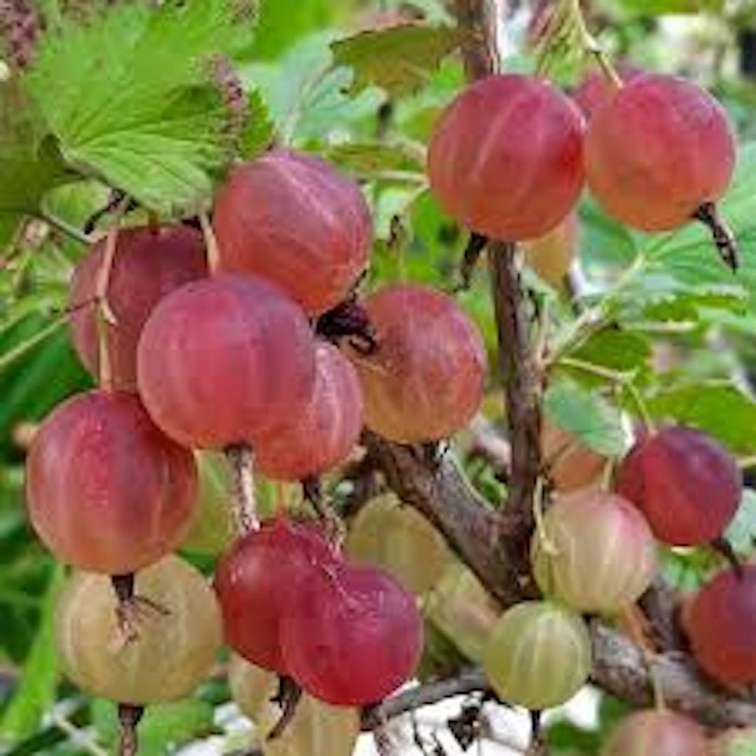 10 Pixwell Gooseberry Plant: Ribes Uva-crispa Fruit Starter - Etsy