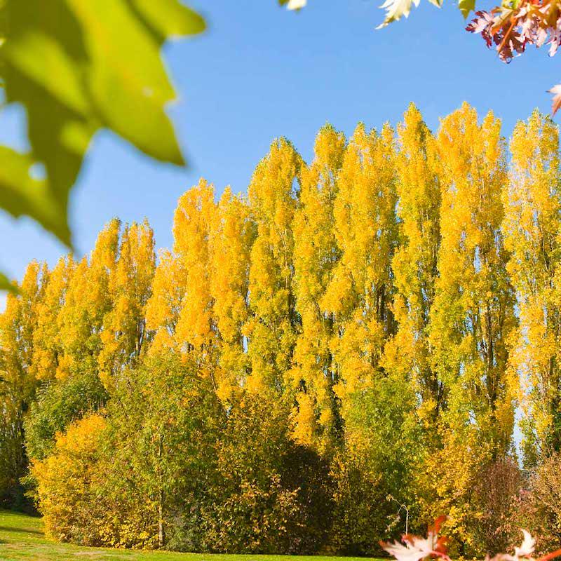 5 Lombardy Poplar Tree 2-3 Ft Populus Nigra 'italica' Bare Root Starter ...