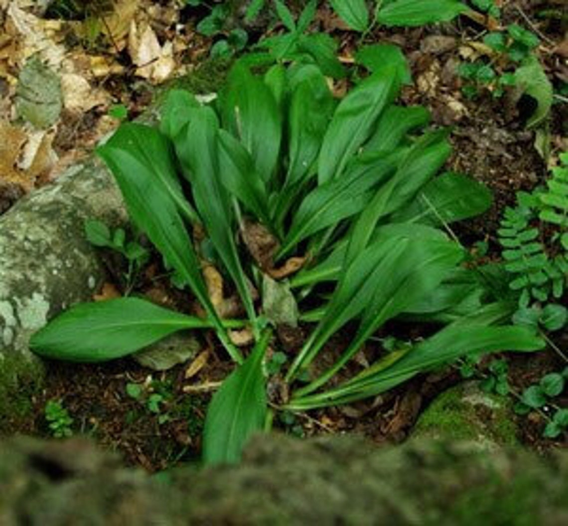 3 False Unicorn Plants Chamaelirium Luteum Bare Root Wildflower Native ...