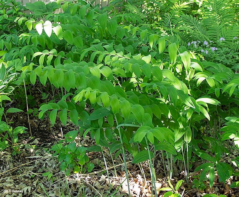 15 Solomons Seal Plant Bare Root Polygonatum Biflorum Organic - Etsy