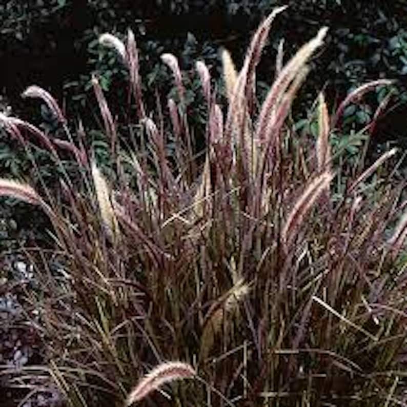 20 Red Fountain Grass Bare Root Plugs, Fall Color Ornamental Plant - Etsy