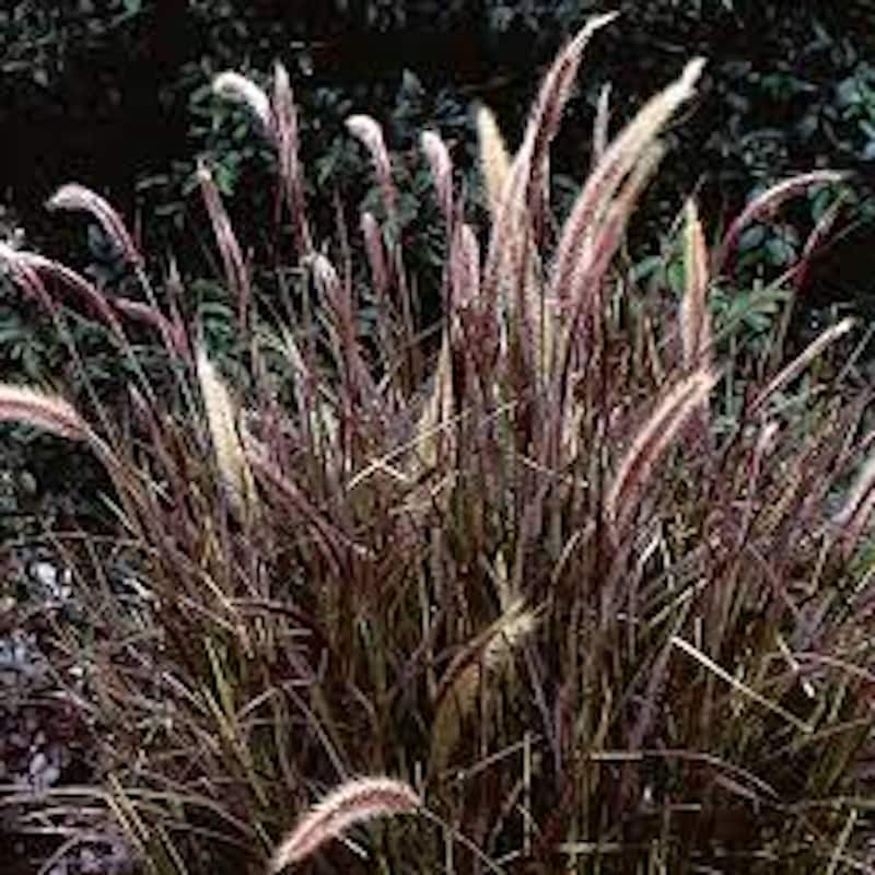 Purple Fountain Grass - Etsy