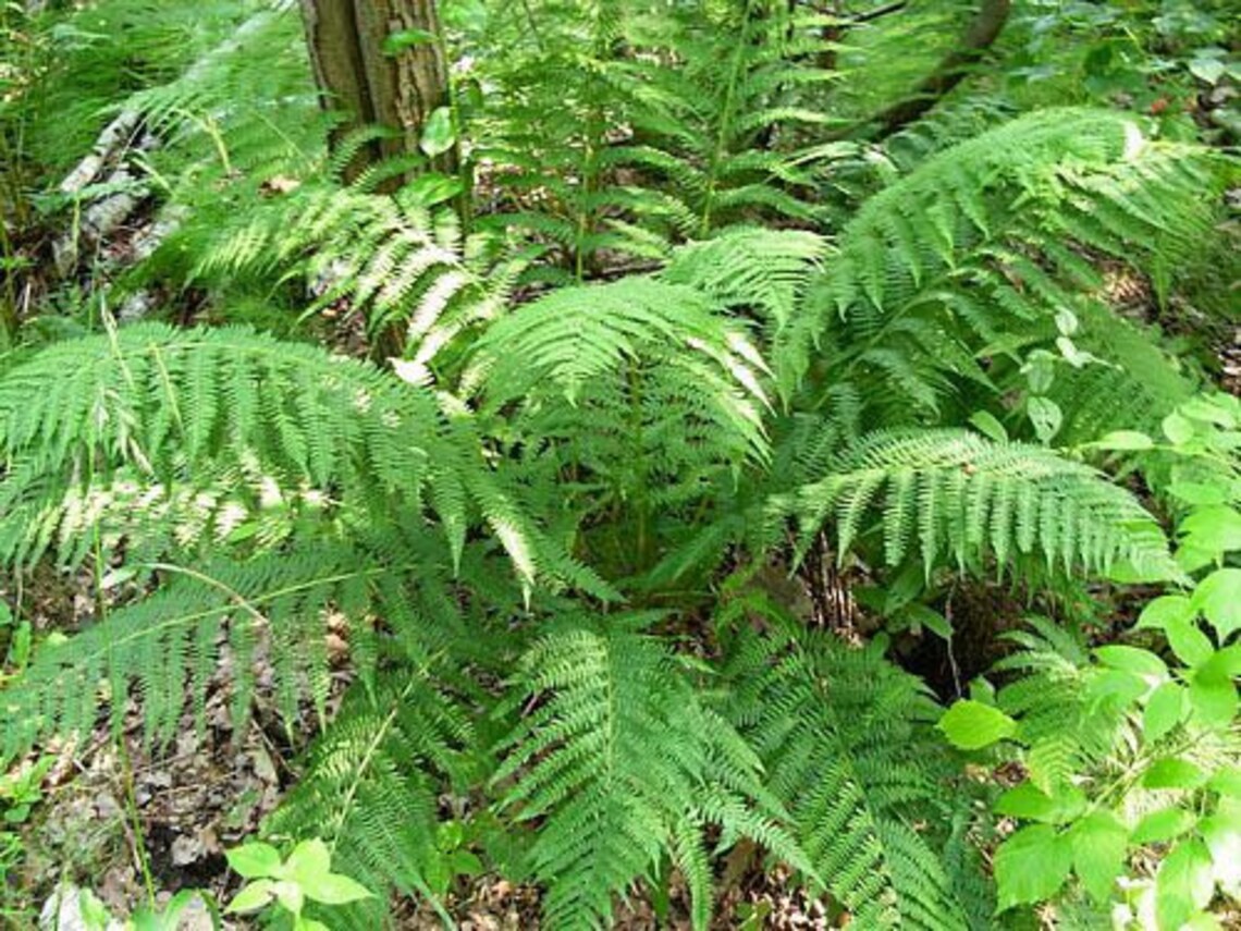 3 Lady Ferns Bare Root Athyrium Filix-femina Woodland - Etsy