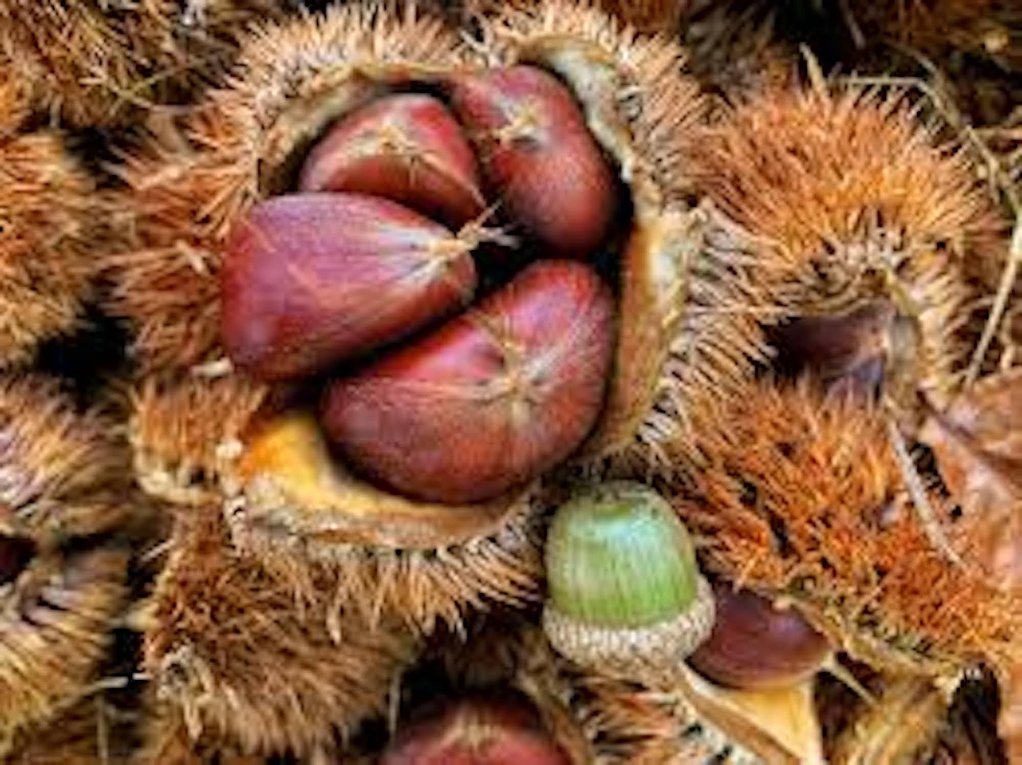1 Dunstan Hybrid Chestnut Tree (12-24in Bare Root) - Etsy