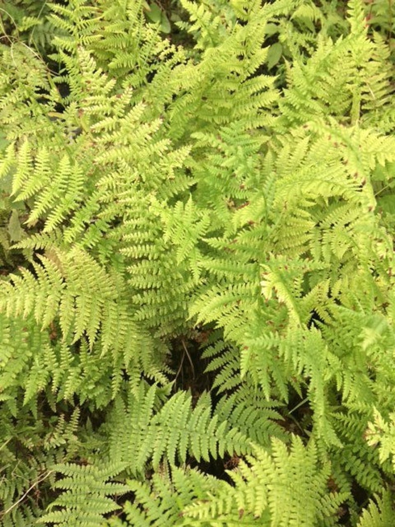 3 Lady Ferns Bare Root Athyrium Filix-femina Woodland Perennial Plant ...