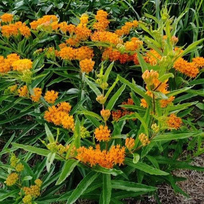 5 Butterfly Weed Plant Asclepias Tuberosa Milkweed Bare Root Wildflower ...