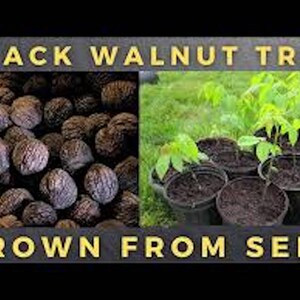 20 Black Walnut Tree Seeds Juglans Nigar Organic Seeds Premium for ...