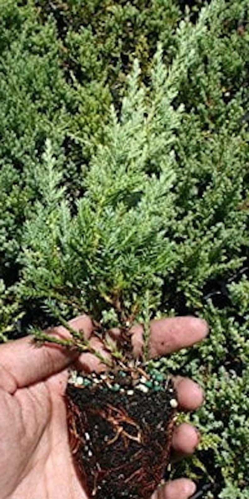 5 Nicks Compact Juniper Shrub Plugs: Blue-green Evergreen - Etsy