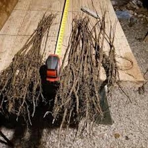 5 Pecan Tree 12-24in Tall Carya Illinoinensis Hardy Pecan Bare Root - Etsy