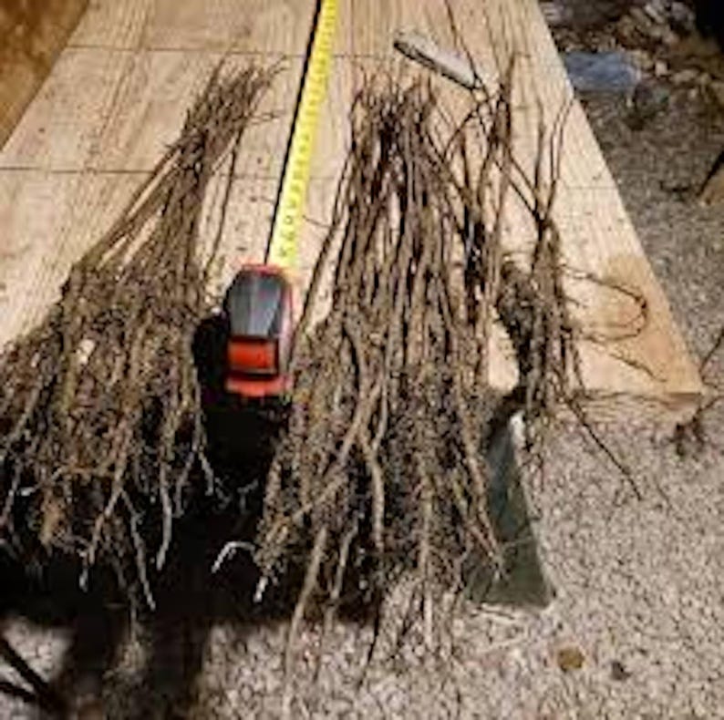5 Pecan Tree 12-24in Tall Carya Illinoinensis Hardy Pecan Bare Root - Etsy