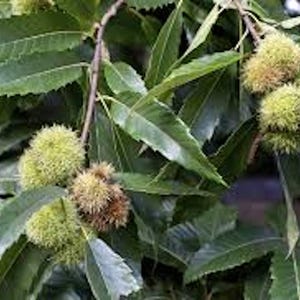 1 Dunstan Chestnut Tree 12-24in Tall Castanea Dentata X Castanea ...