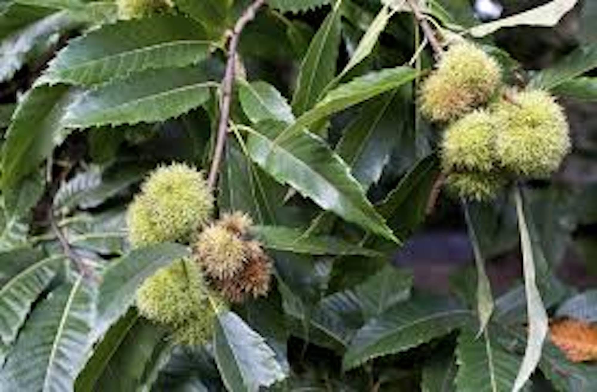 1 Dunstan Hybrid Chestnut Tree (12-24in Bare Root) - Etsy