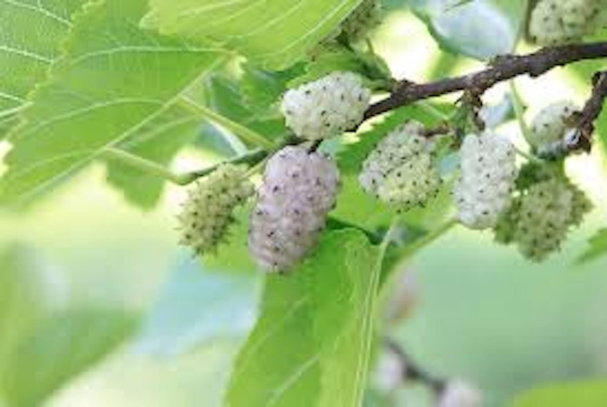 3 White Mulberry Tree 12-24in Tall Morus Alba Bare Root - Etsy