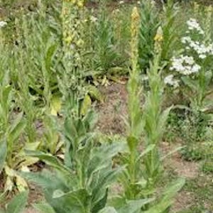 3 Mullein Plant Verbascum Thapsus Organic Fuzzy Leaf Bare Root No ...