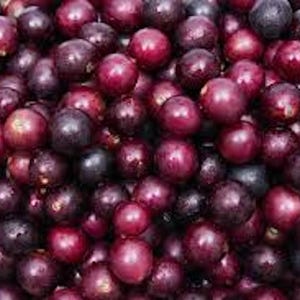 1 Southern Home Muscadine Grape Plant: Alachua Black Fruit Vine - Etsy