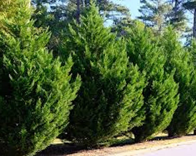 Port Orford Cedar Lawson Cypress Live Tree 1 Gallon 20-26" Tall ...