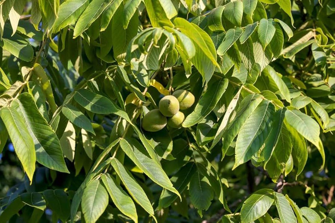 5 White Walnut Tree (juglans Cinerea), 12-24in Tall, Bare Root - Etsy
