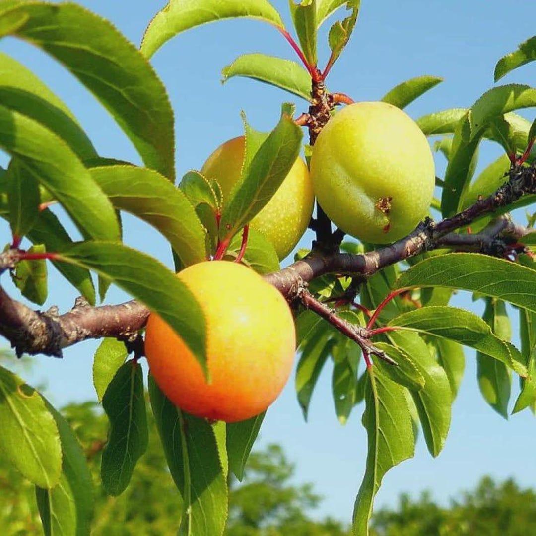 5 Chickasaw Plum Tree Starter Plant 12-24" Tall - Prunus Angustifolia ...