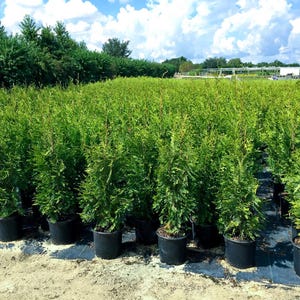 5 Emerald Green Arborvitae Tree Starter Plant Thuga Privacy Tree Bare ...