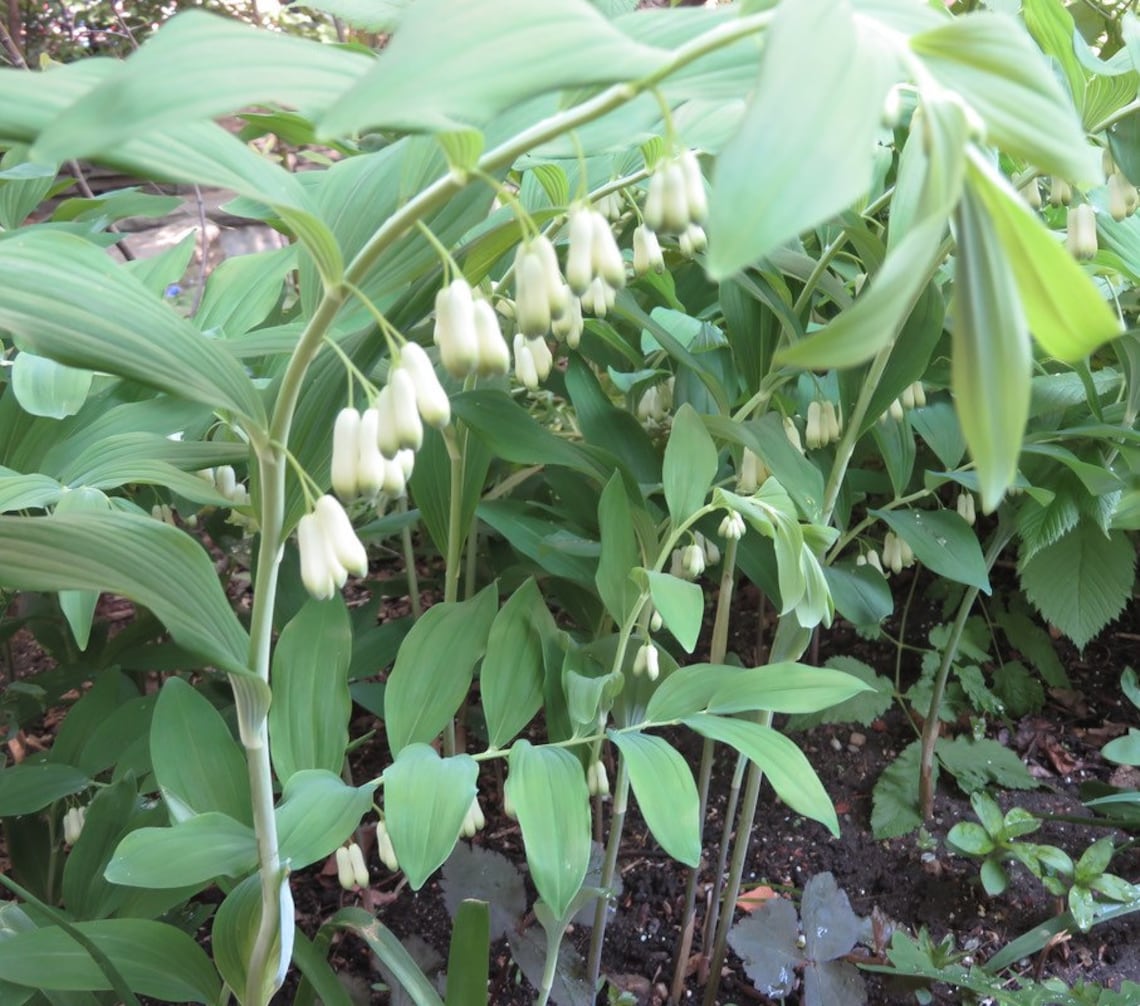20 True Solomonseal Plant Polygonatum Biflorum Bare Root Native ...