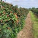 5 Prime Ark Freedom Blackberry Plant Thornless Rubus Starter Plant ...