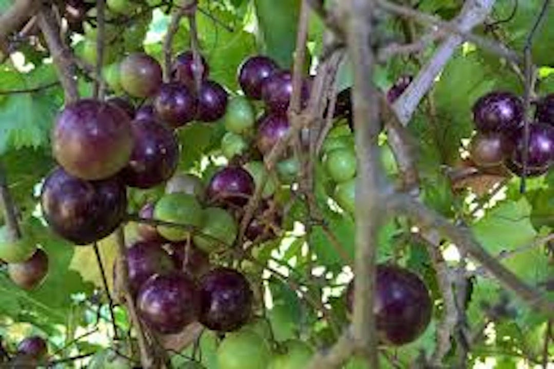 3 Delicious Muscadine Grape Vine Vitis Rotundifolia Live Starter Plant ...