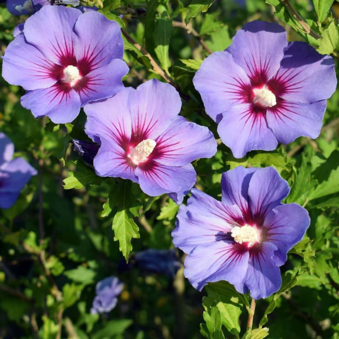 5 Althea Hibiscus Purple Rose of Sharon Hibiscus Syriacus 12-24" Tall ...