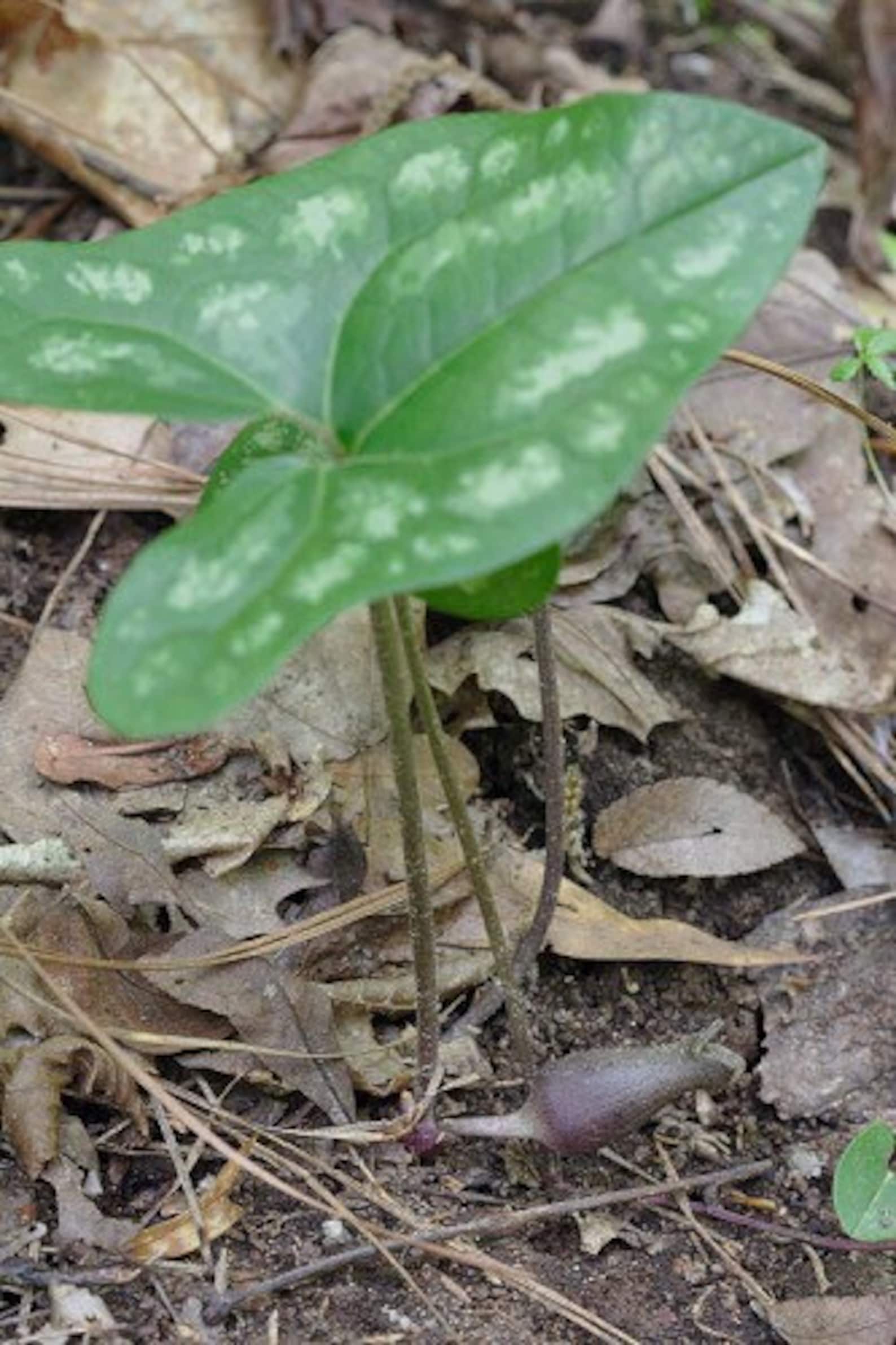 5 Heartleaf Ginger Plant Bare Root Hexastylis Arifolia Organic - Etsy