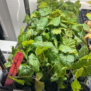 1 Southern Home Muscadine Grape Plant: Alachua Black Fruit Vine - Etsy