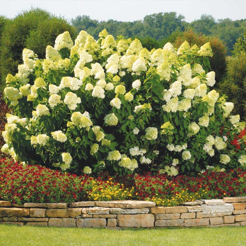 5 Limelight Hydrangea Bare Root Plug Starter - Etsy