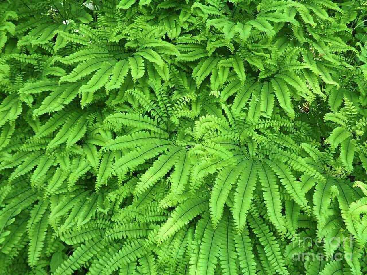 10 Maidenhair Fern Plant Bare Root Adiantum Pedatum Organic Roots - Etsy