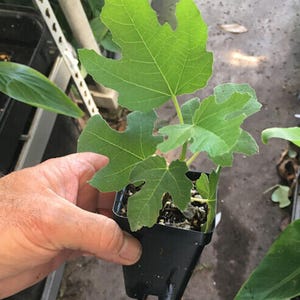 5 Olympian Fig Tree Start Plants - Cold Hardy, Sweet Purple Fruit - Etsy