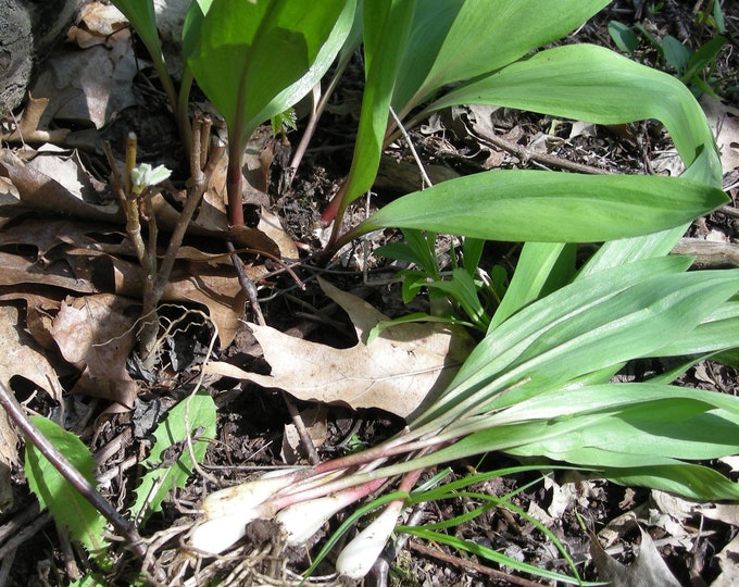 Wild Leek Seeds ( Ramp ) - Native Seeds, Wild Harvest - Etsy