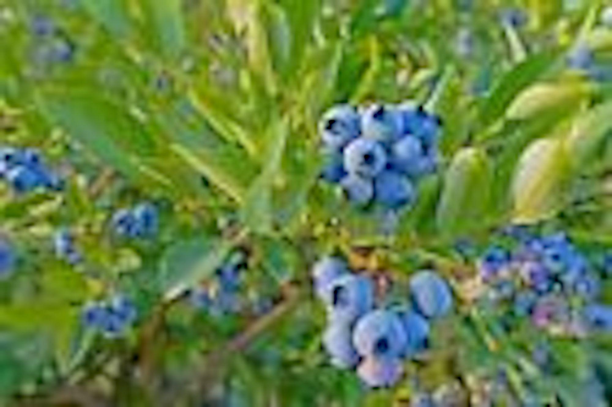 3 Top Hat Dwarf Blueberry Vaccinium Angustifolium Starter Plant Fruit ...