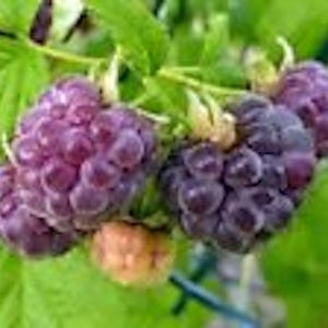 10 Glencoe Raspberry Plants Thornless Purple Raspberry Starter Plant ...