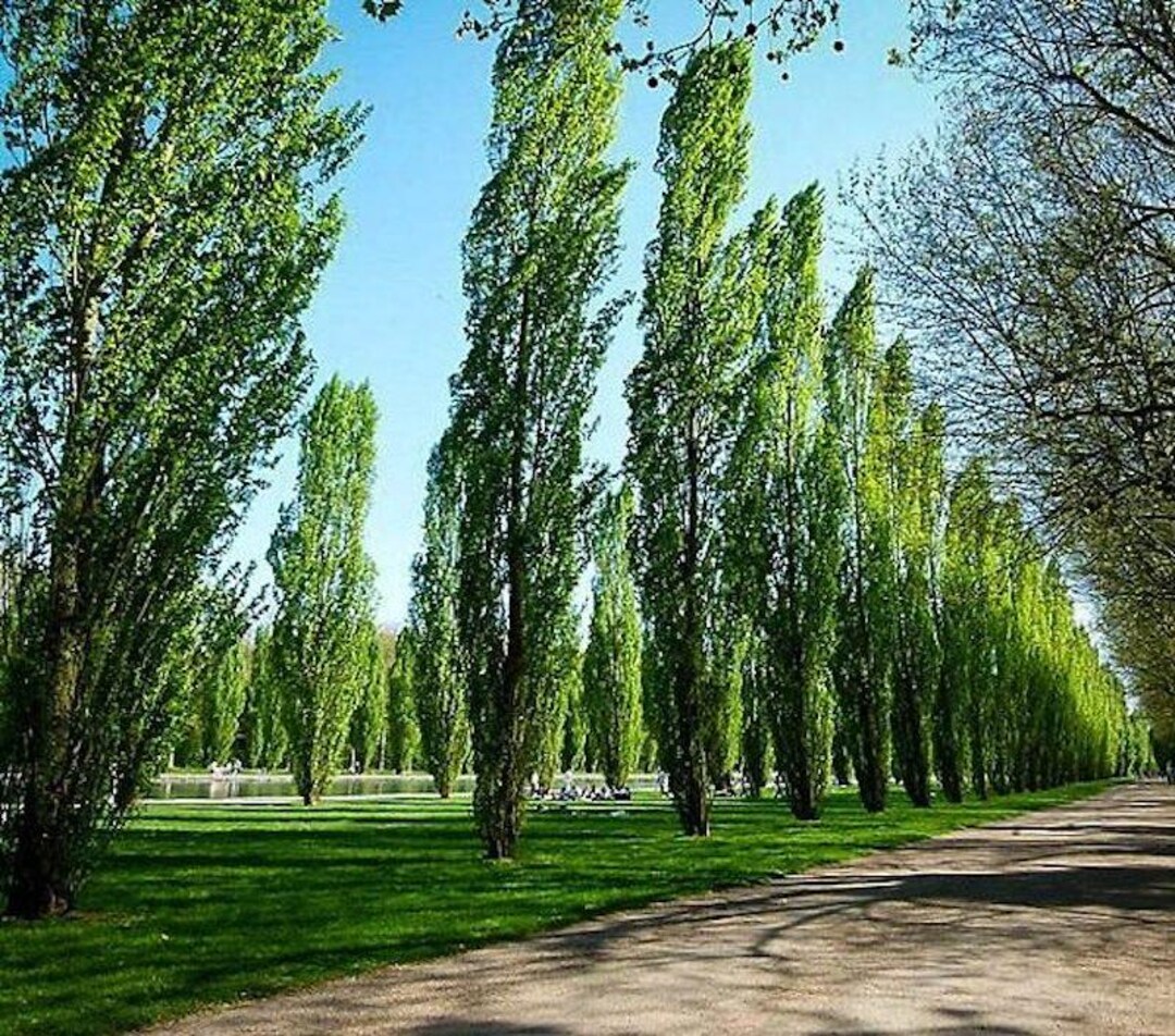 5 Lombardy Poplar Tree 2-3 Ft Populus Nigra 'italica' Bare Root Starter ...