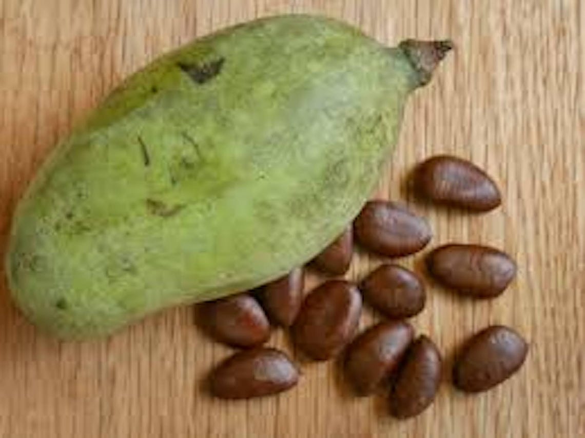 5 Pawpaw Tree Seeds Asimina Triloba Native American Fruit Tree Organic ...