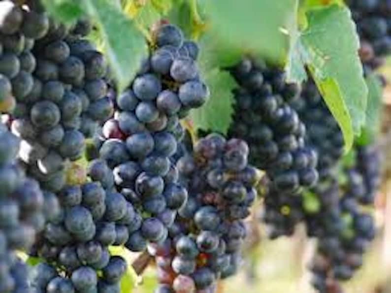 1 Delicious Muscadine Grape Vine Vitis Rotundifolia Live Starter Plant ...