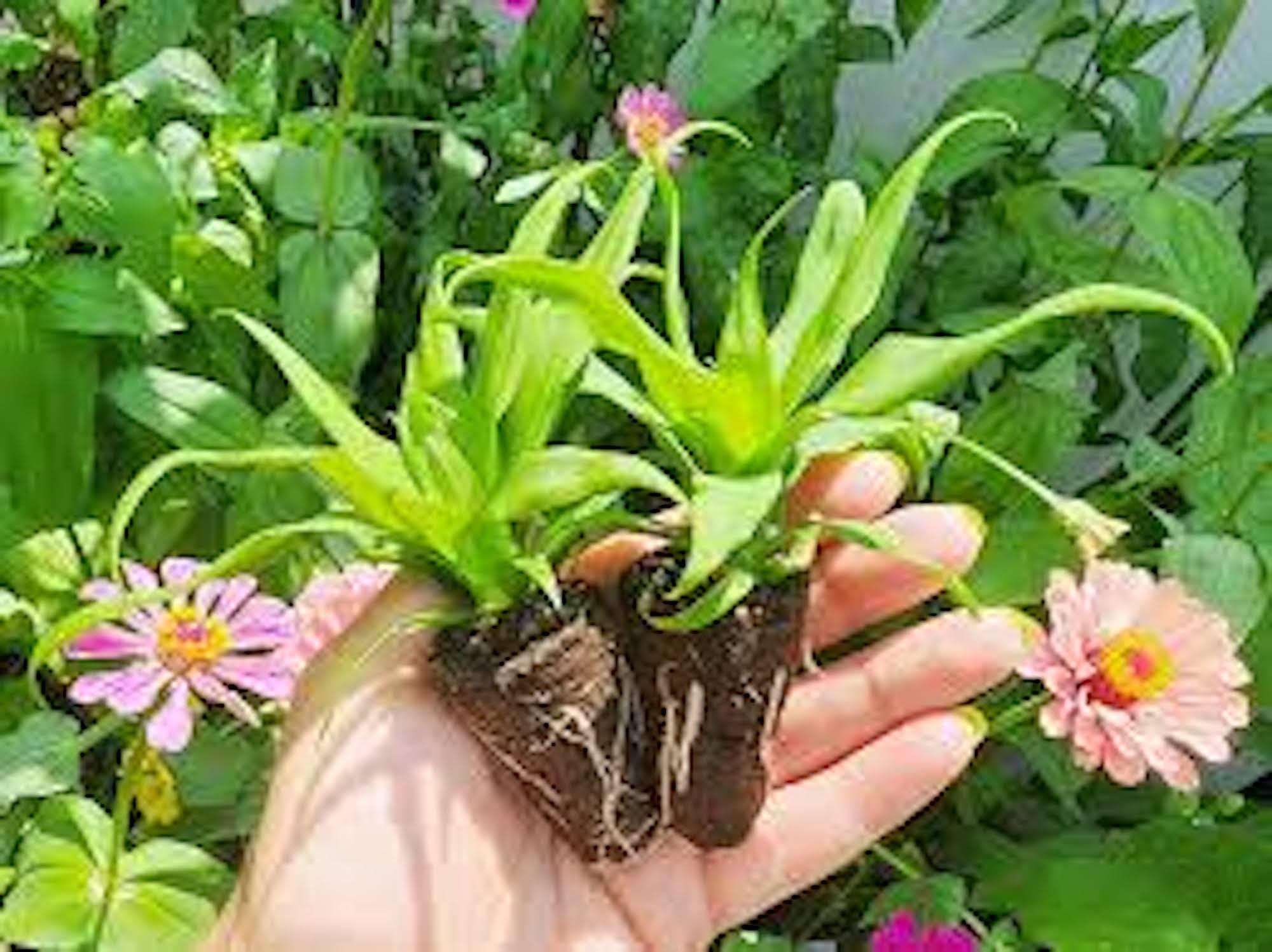 1 Florida Special Pineapple Plant Starter, Ananas Colossus - Etsy