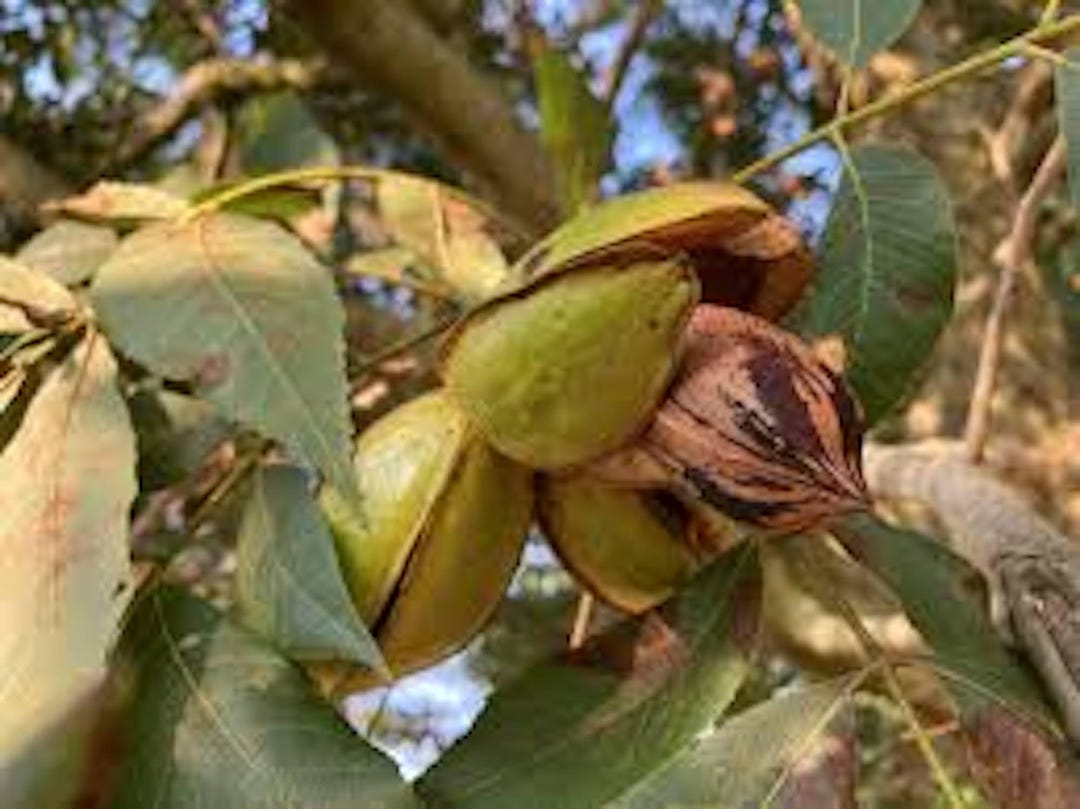 5 Pecan Tree 12-24in Tall Carya Illinoinensis Hardy Pecan Bare Root - Etsy