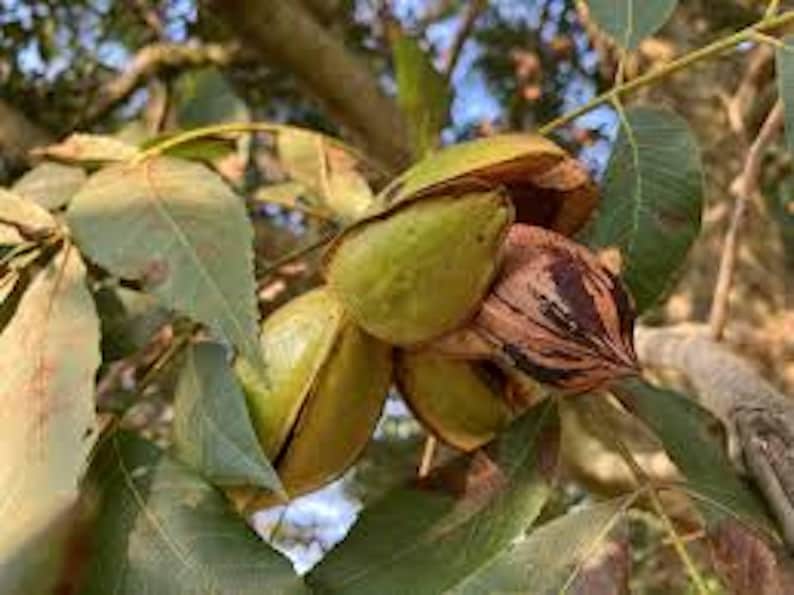 5 Pecan Tree 12-24in Tall Carya Illinoinensis Hardy Pecan Bare Root - Etsy