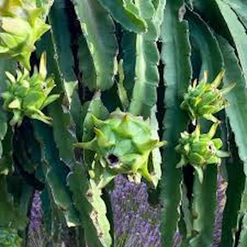 1 Edgars Baby Dragon Fruit Plant Starter Plug Hylocereus Hybrid - Etsy