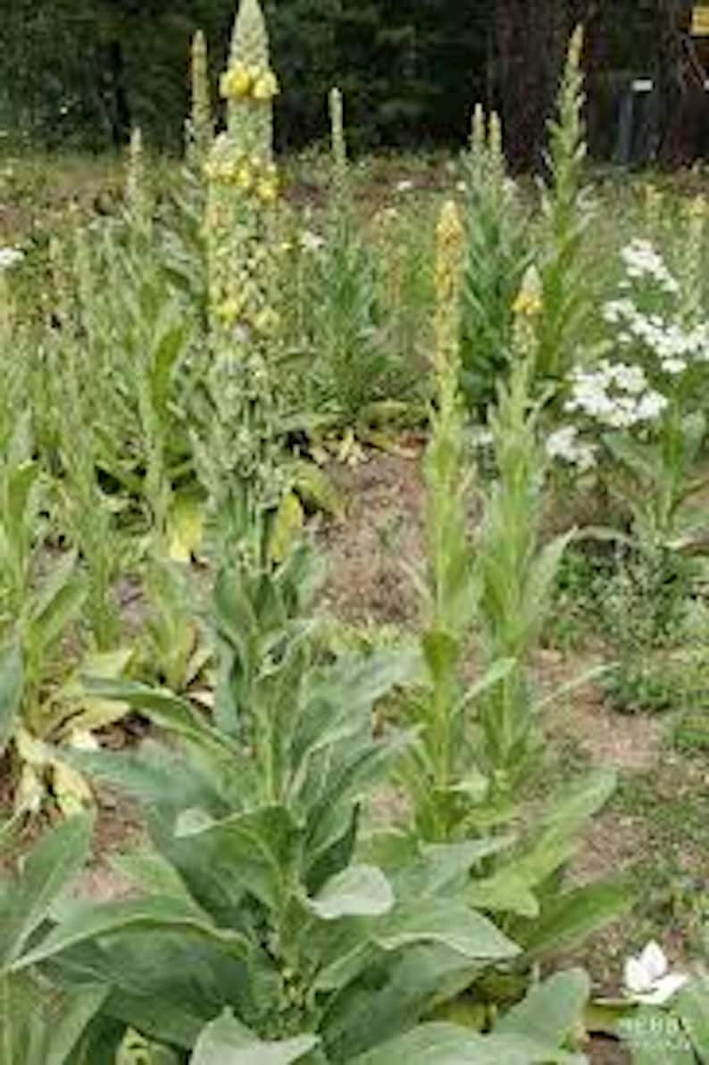 10 Mullein Plant Verbascum Thapsus Organic Fuzzy Leaf Bare Root No ...