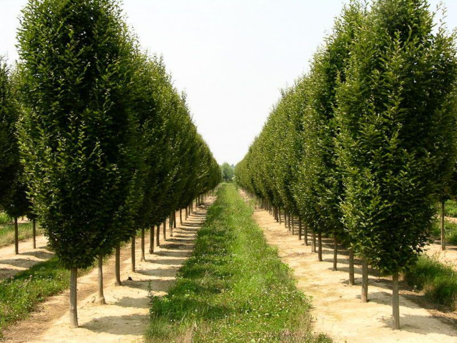 5 European Hornbeam 12-18" Tree Carpinus Betulus Bare Root Starter ...