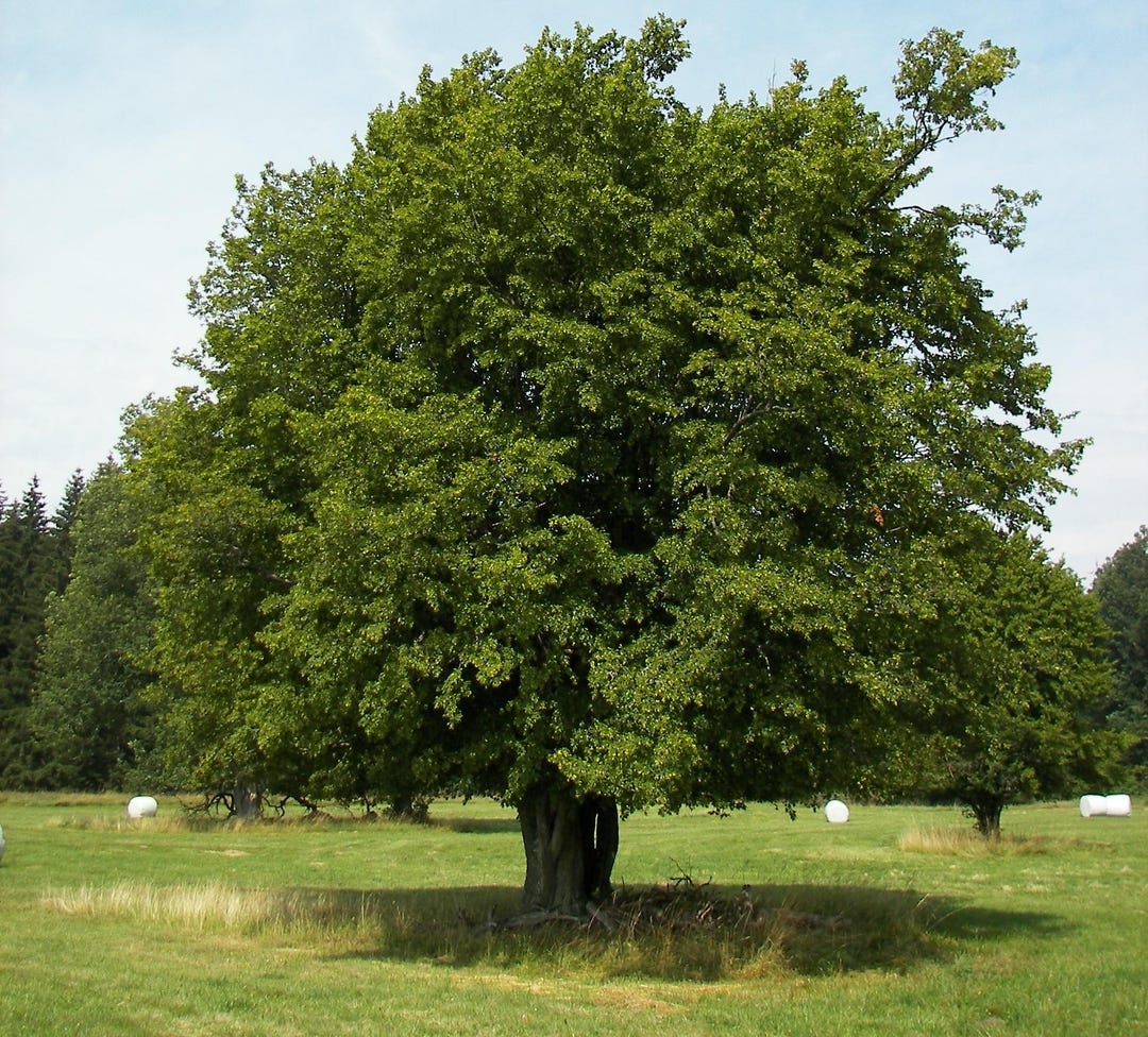 5 European Hornbeam 12-18" Tree Carpinus Betulus Bare Root Starter ...