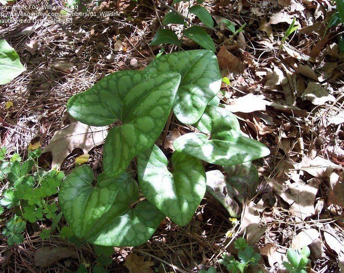 Asarum Maximum ling Ling Starter Plant ALL STARTER PLANTS Require You ...