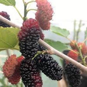 3 Dwarf Everbearing Mulberry Tree Starters: Bare Root, Cold Hardy - Etsy