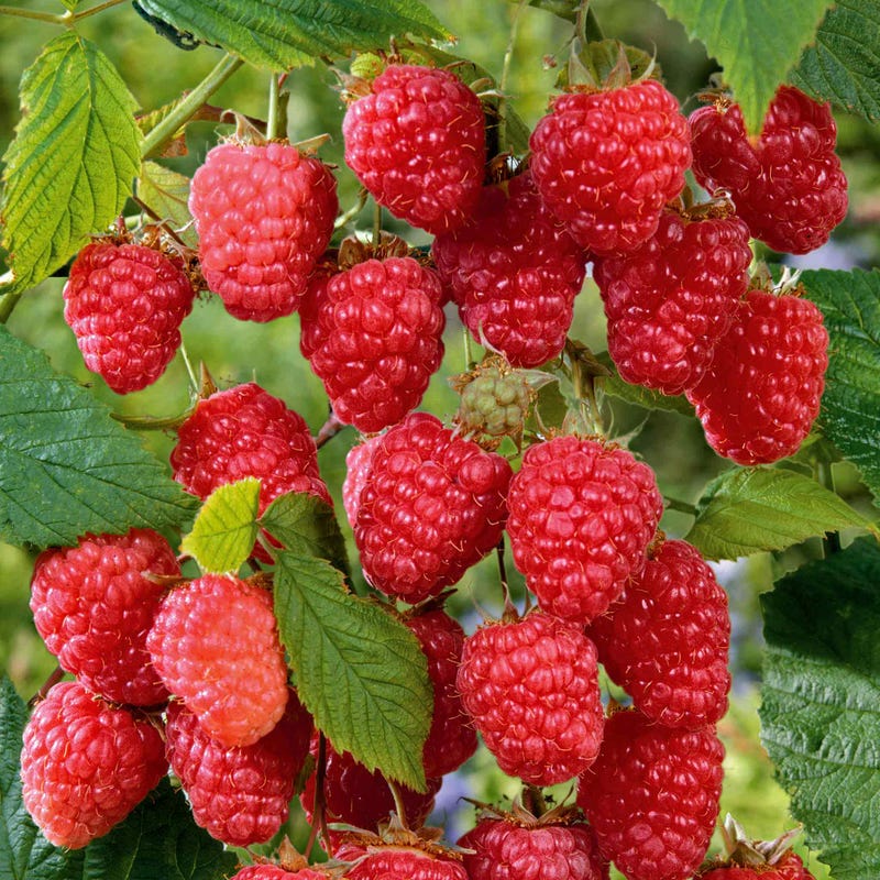Raspberry Cascade - Etsy