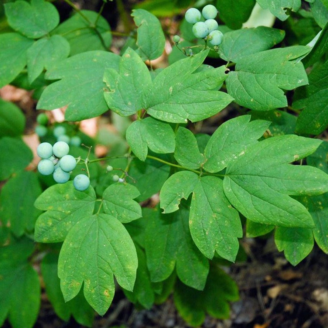 20 Blue Cohosh Plants Caulophyllum Thalictroides Bare Root Wildflower ...