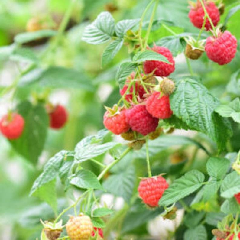 3 Latham Red Raspberry Starter Plug - Rubus Idaeus - Etsy